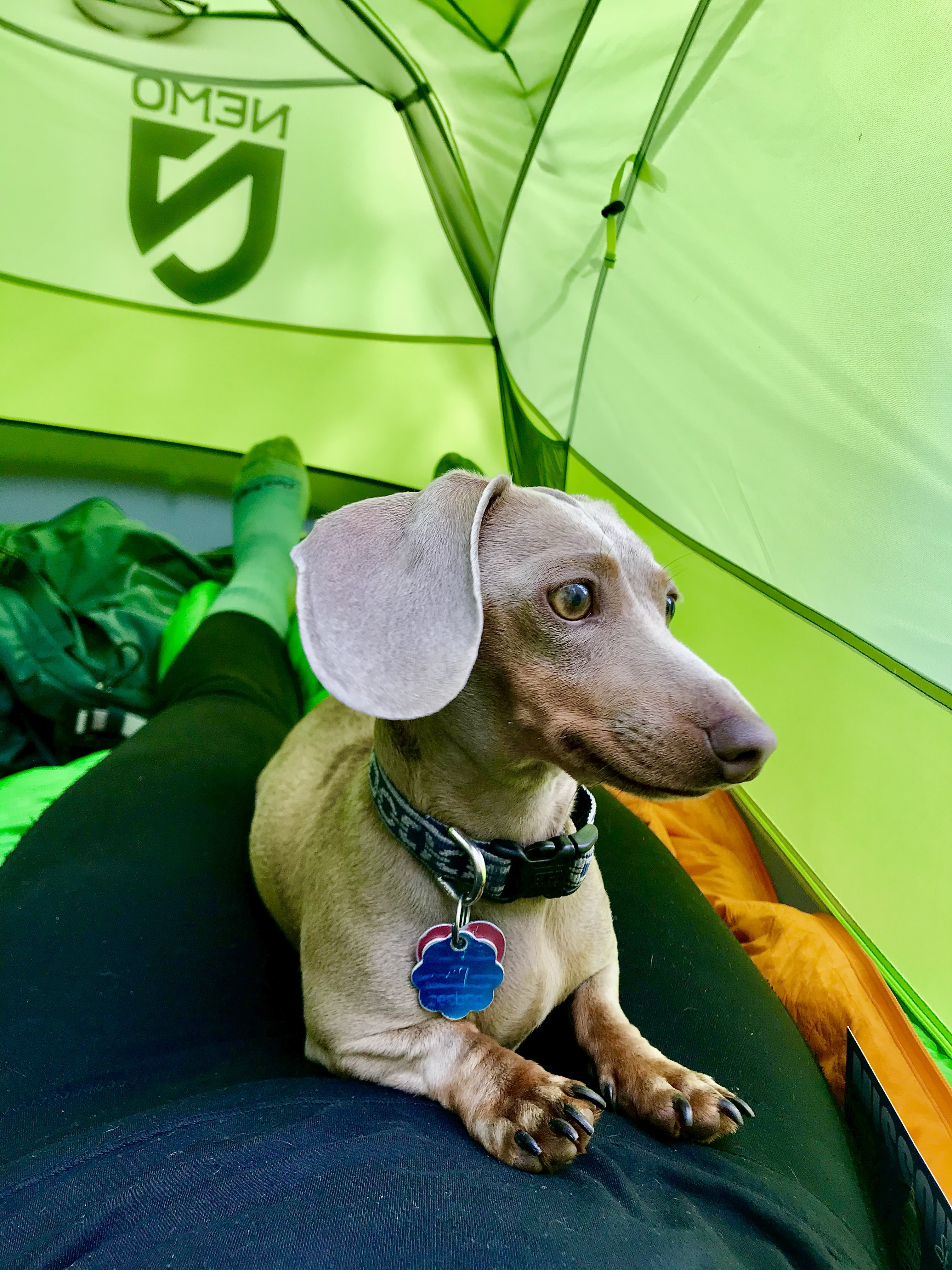 Ultralight Nemo Dagger Tent: Pros, Cons, and Setup Tips – Public Relations
